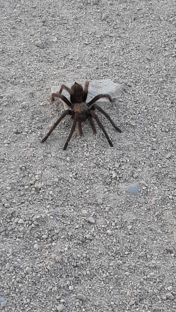 Desert Tarantula from Yerington, NV 89447, USA on October 7, 2023 at 08 ...