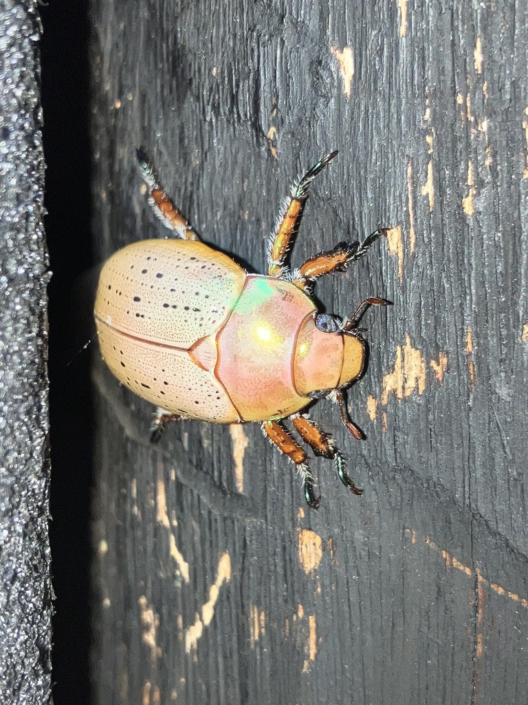 Christmas Beetles in October 2023 by brooks70 · iNaturalist