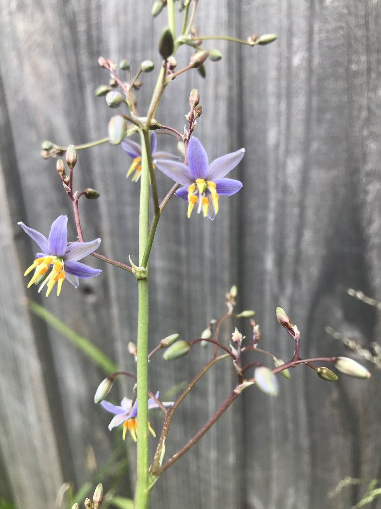 Pale Flax-Lily from Prismall St, Newport, VIC, AU on November 1, 2023 ...