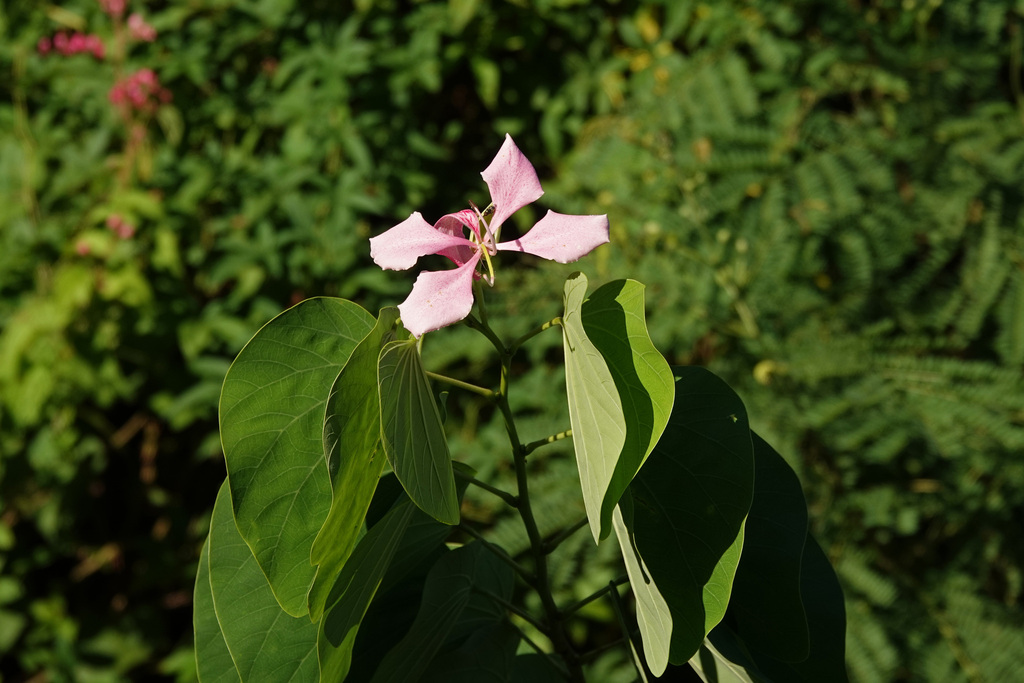 Orchid Trees from Gordonvale QLD 4865, Australia on May 20, 2023 at 07: ...