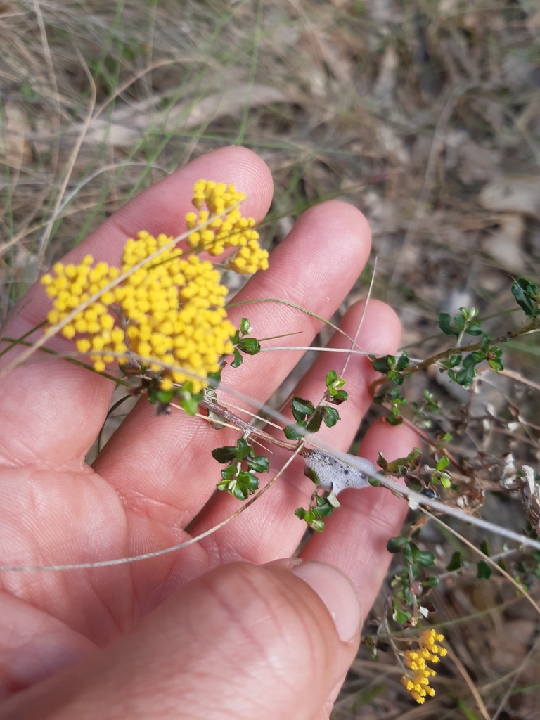Grey Everlasting in November 2023 by babblerboy · iNaturalist
