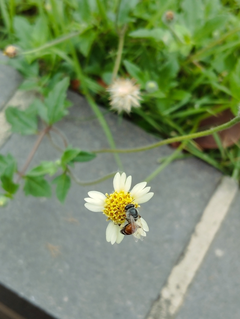 Red Dwarf Honey Bee from Blk 106, Singapore on September 24, 2023 at 02 ...
