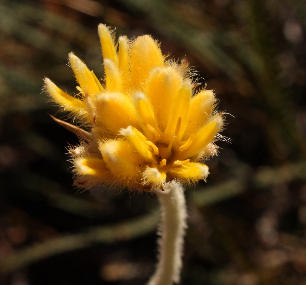 Conostylis setigera setigera from Malebelling WA 6302, Australia on ...