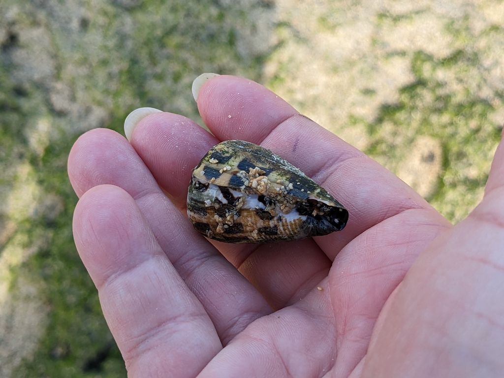 Black-and-white Cone Snail from 228 Toguchi, Yomitan, Nakagami District ...