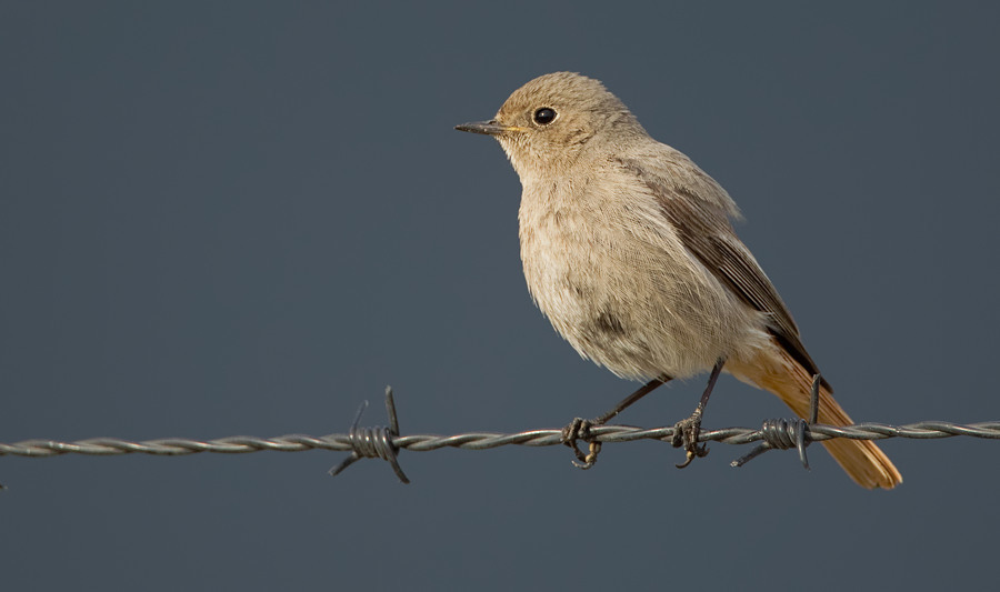 Black Redstart (Flora and Fauna of Ari Boehm's ice age story, The ...