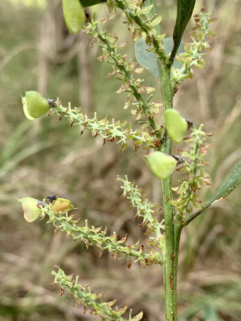 hop bitter-pea from Cranbourne South VIC 3977, Australia on November 1 ...