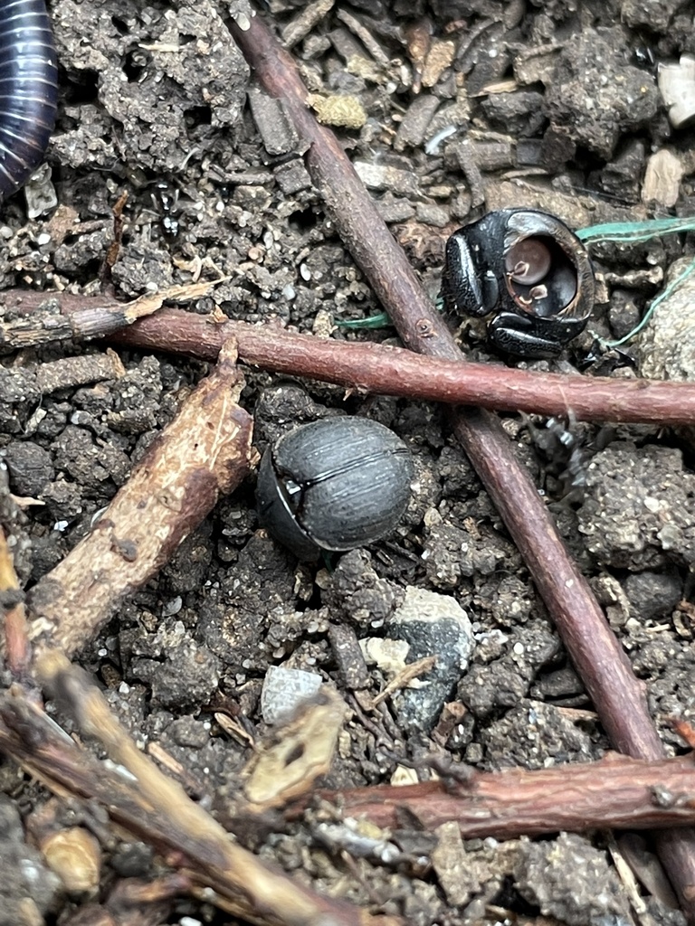 Scavenger and Pill Scarab Beetles from Wollongong, NSW, AU on November ...