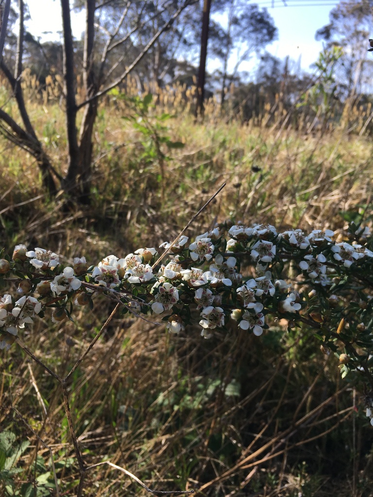 Peach-flowered Tea Tree from Great Western Highway, Katoomba, NSW, AU ...