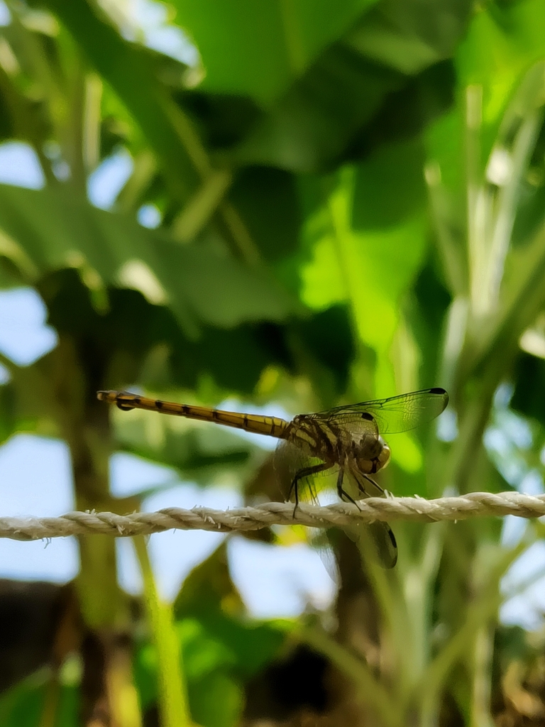 Swampwatcher from GG85+82G, Bishama Katek, Bissamcuttack, Odisha 765019, India on November 1 ...