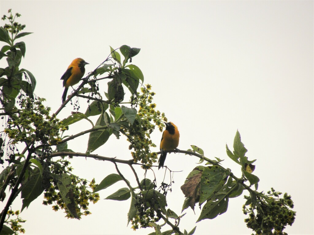 Yellow-backed Oriole from Suba, Bogotá, Colombia on October 31, 2023 at ...