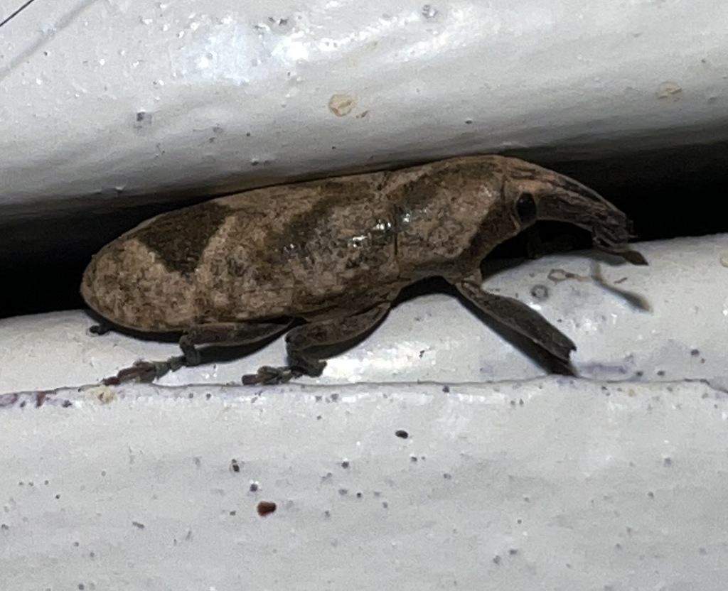 Gasteroclisus in October 2023 by Luke Smith · iNaturalist