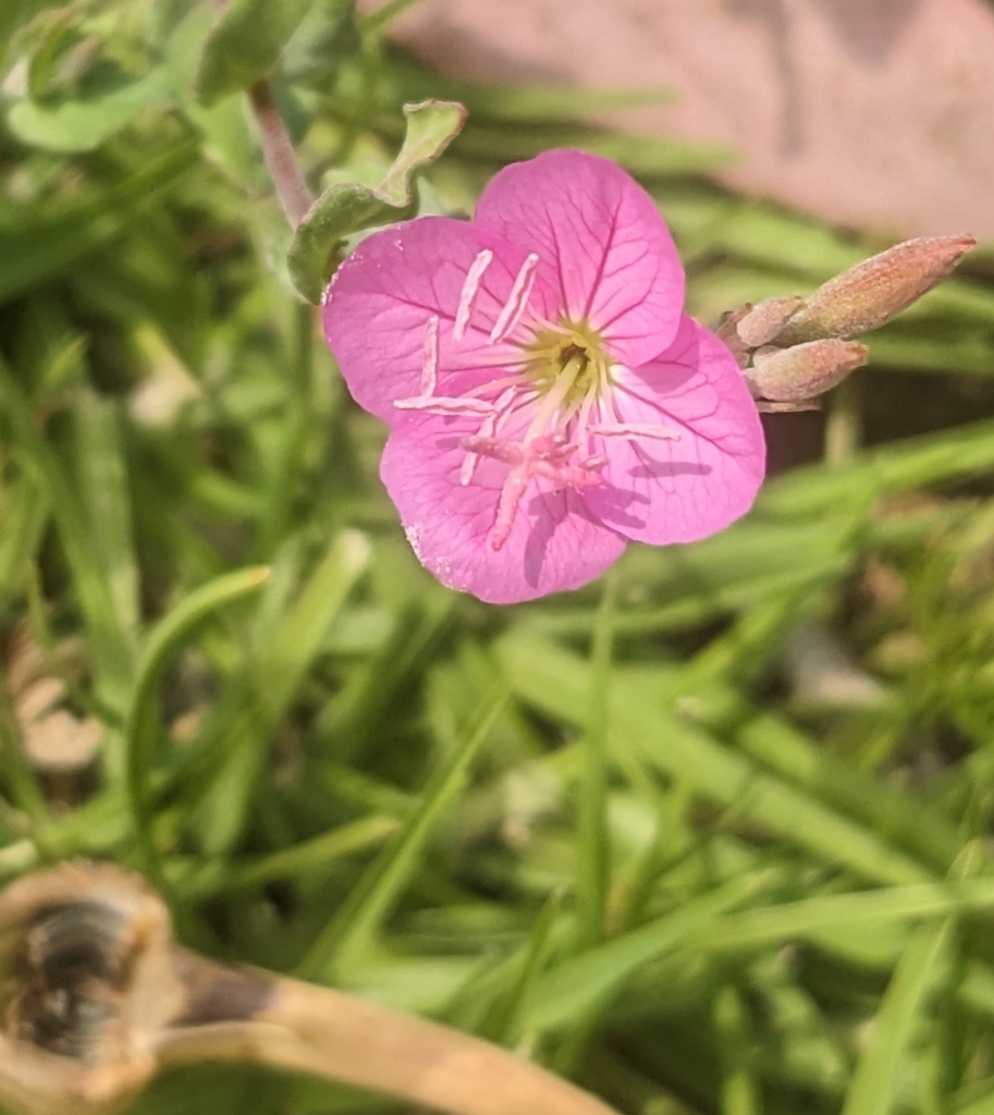 rose evening primrose from Macintyre High School, Killean St, Inverell ...