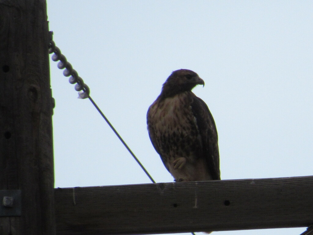 Western Red-tailed Hawk from Walla Walla County, WA, USA on September ...