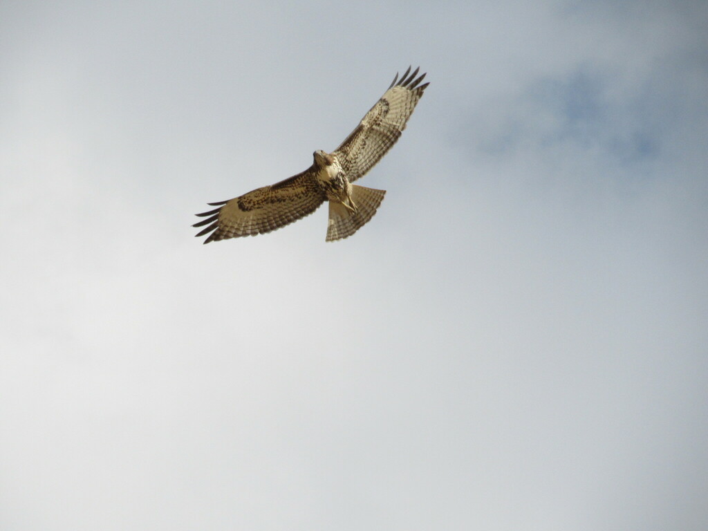 Western Red-tailed Hawk from Walla Walla County, WA, USA on September ...