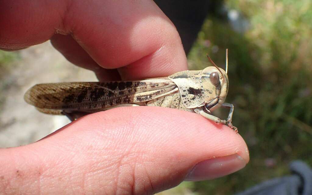 Migratory Locust from Hillsborough, Christchurch, New Zealand on ...