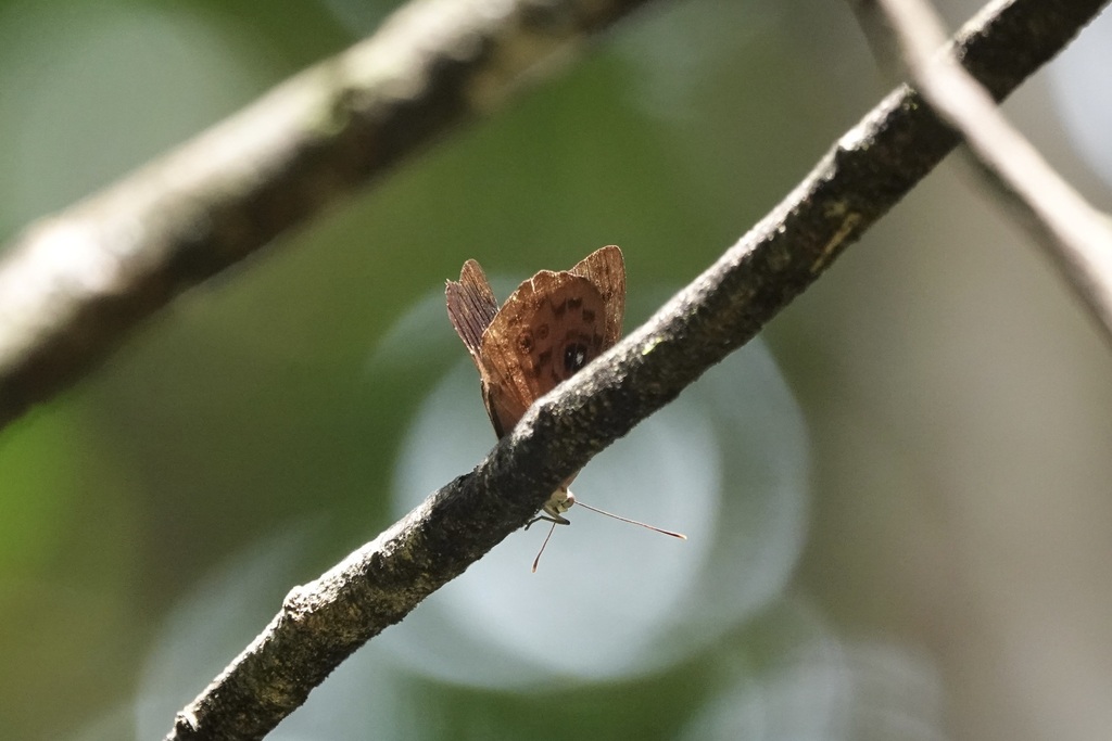 Eunica orphise from Playa de Oro, Ecuador on October 8, 2023 at 01:39 ...