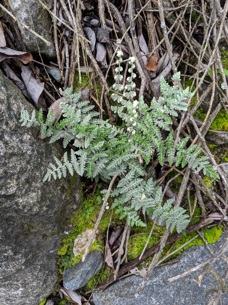 Newberry's lip fern from San Diego County, CA, USA on March 21, 2019 at ...