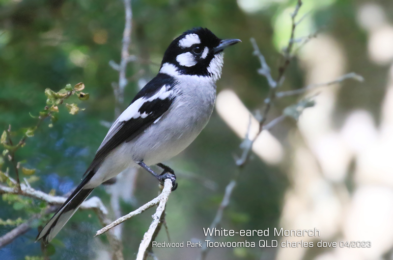 White-eared Monarch from Redwood QLD 4350, Australia on April 17, 2023 ...