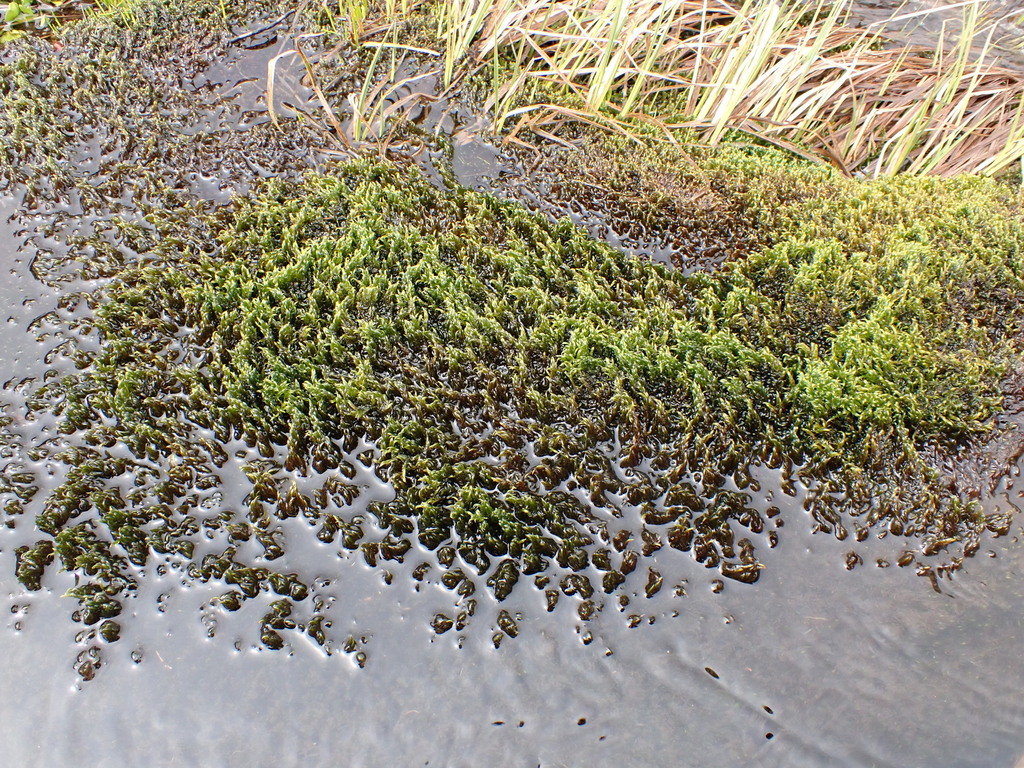 Floating Hook Moss from Baw Baw VIC 3833, Australia on November 1, 2023 ...
