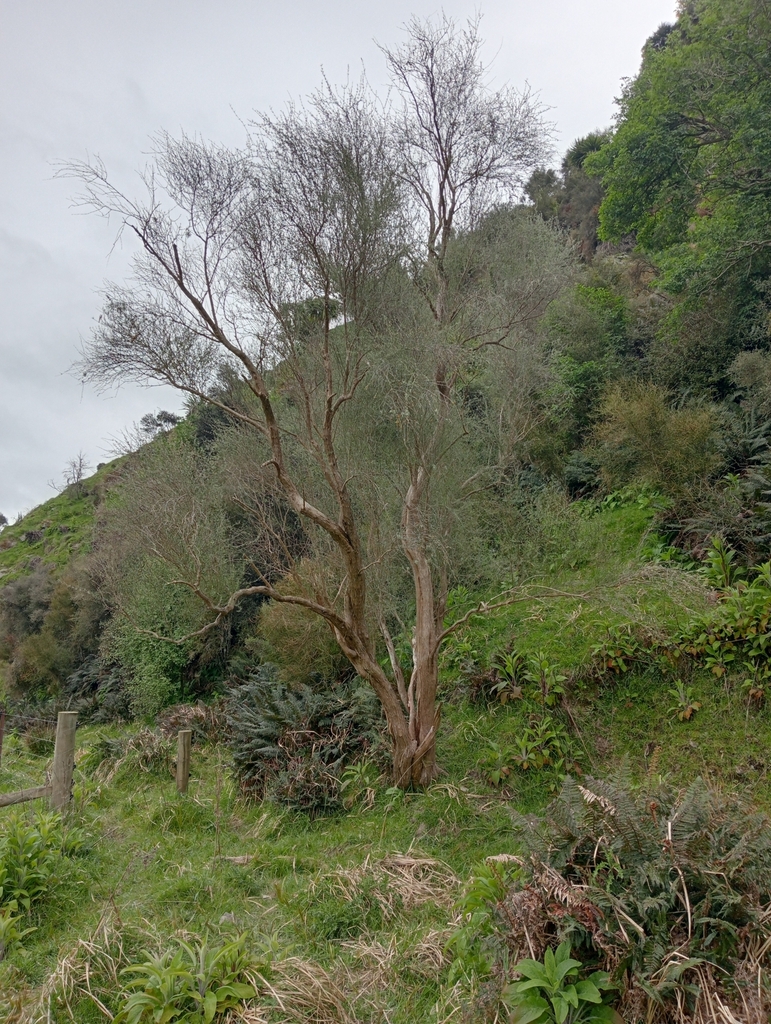 Olearia lineata in November 2023 by John Barkla. Common, in montane ...