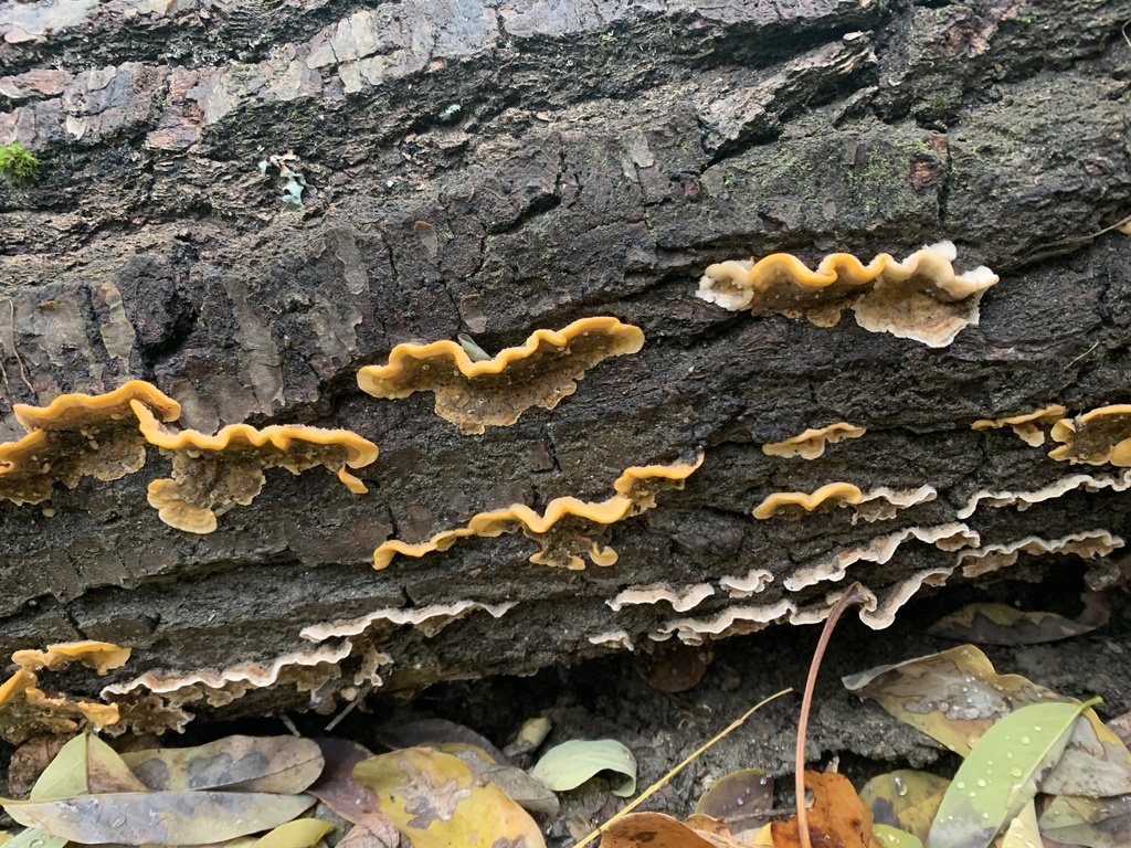 Fungi Including Lichens from Oberer Höhenweg, Bruck an der Mur ...