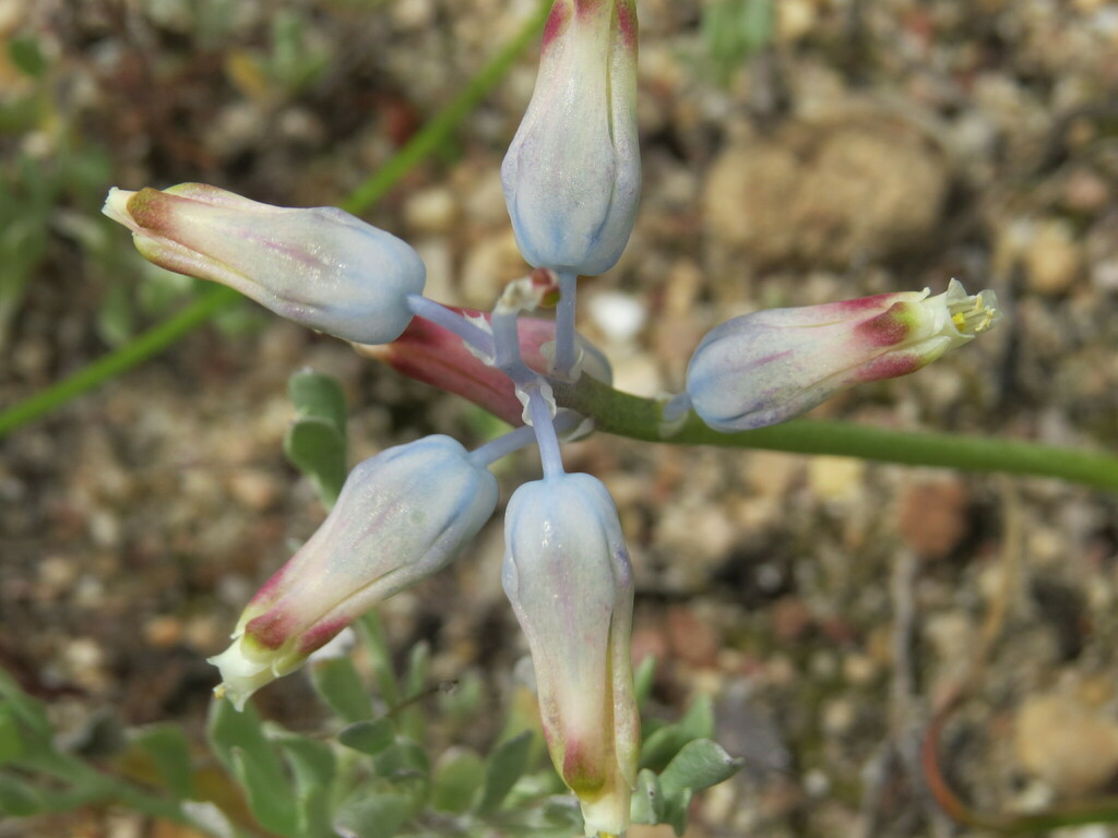 Banded Viooltjie from Cape Winelands District Municipality, South ...