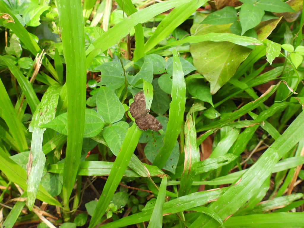 Common Small Flat from Kerala, India on December 6, 2022 at 12:19 PM by ...