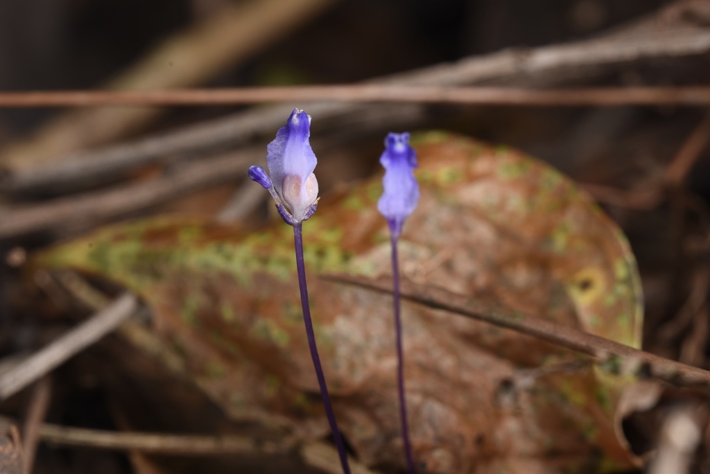 Burmannia wallichii in October 2023 by 桃子 · iNaturalist