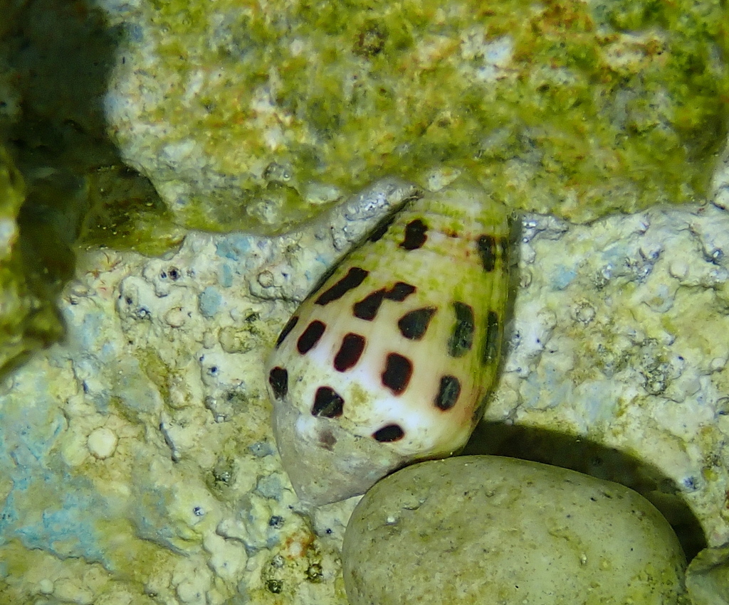 Black-and-white Cone Snail from Funafuti, Tuvalu on October 27, 2023 at ...