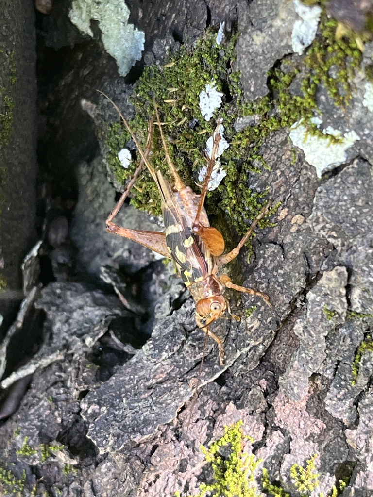 Cardiodactylus guttulus in November 2023 by Nakatada Wachi · iNaturalist