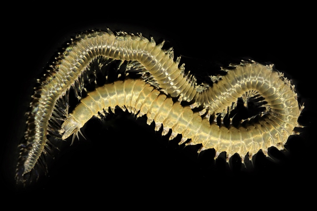 Pile Worm in October 2023 by André Giraldi · iNaturalist