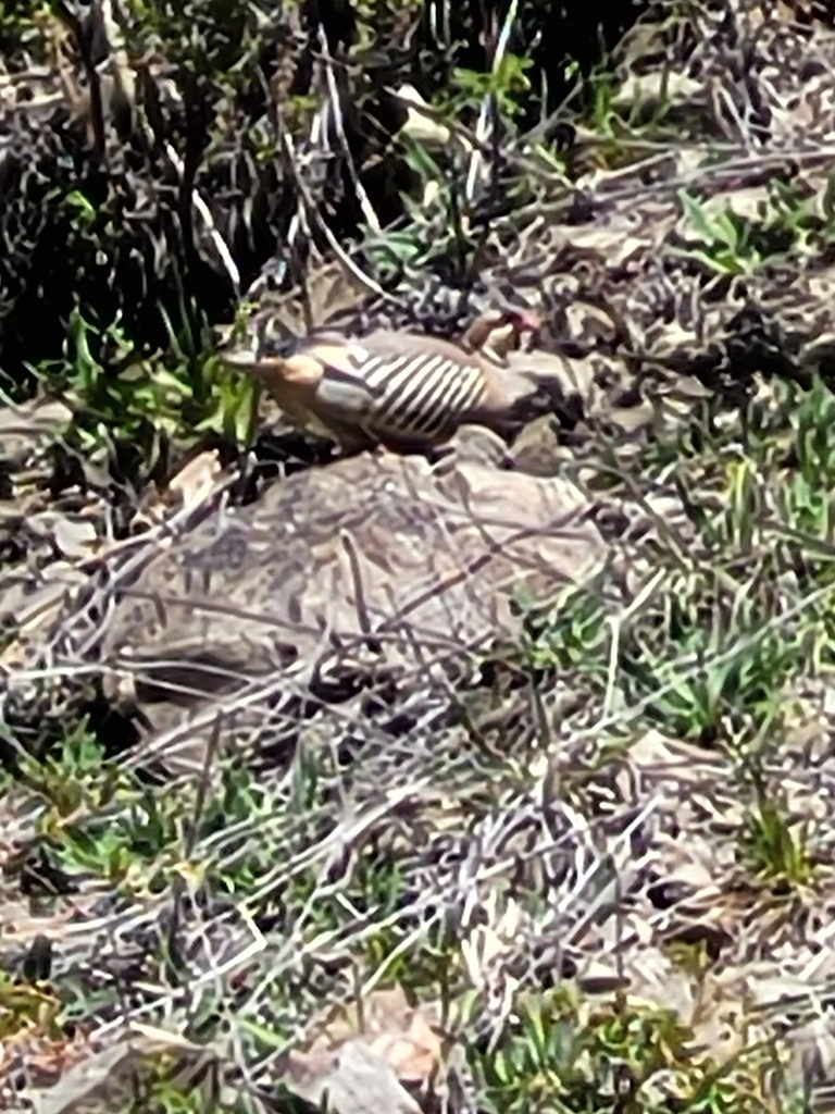 Chukar from Clarence, New Zealand on October 28, 2023 at 02:37 PM by ...