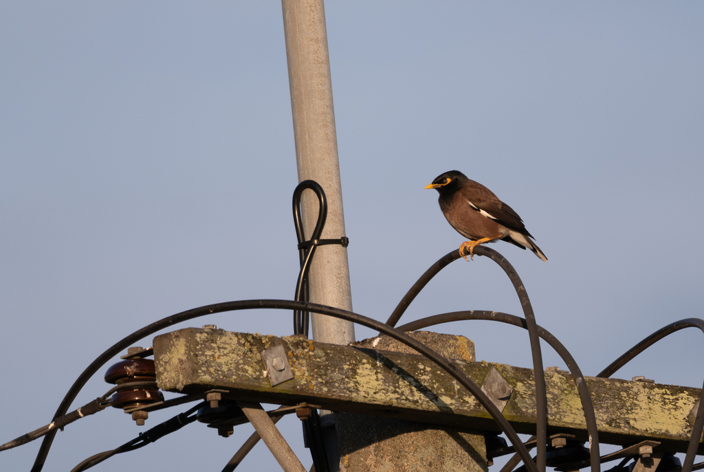 Common Indian Myna from Te Waipounamu/South Island, Christchurch ...