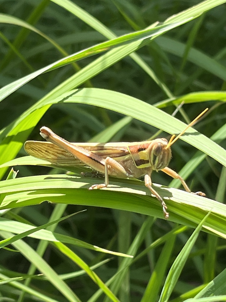Bombay Locust in November 2023 by Nakatada Wachi · iNaturalist