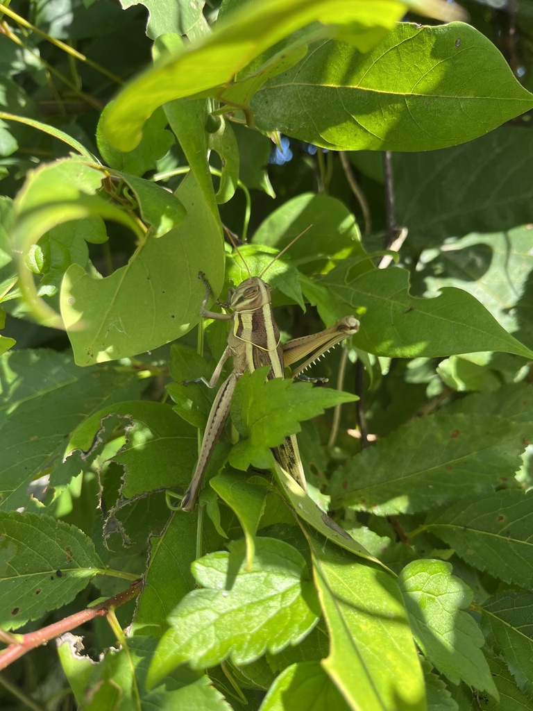 Bombay Locust in November 2023 by Nakatada Wachi · iNaturalist