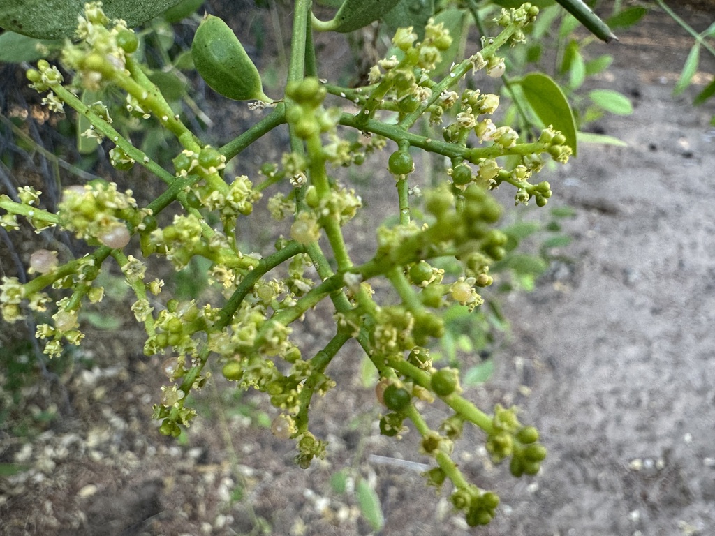 toothbrush tree from Namib-Naukluft Nasionale Park, Erongo, NA on ...