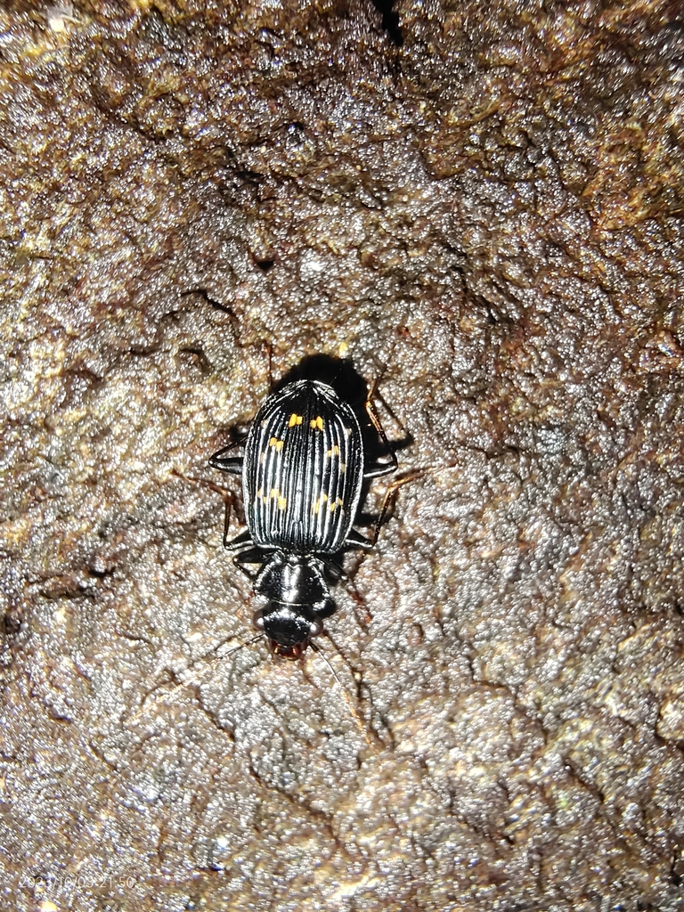 Pericalus obscuratus from Honghe Hani and Yi, CN-YN, CN on October 3 ...