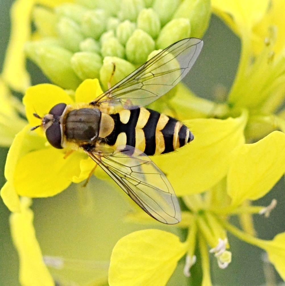 Common Flower Flies from 293 01 Mladá Boleslav-Mladá Boleslav 1, Česko ...
