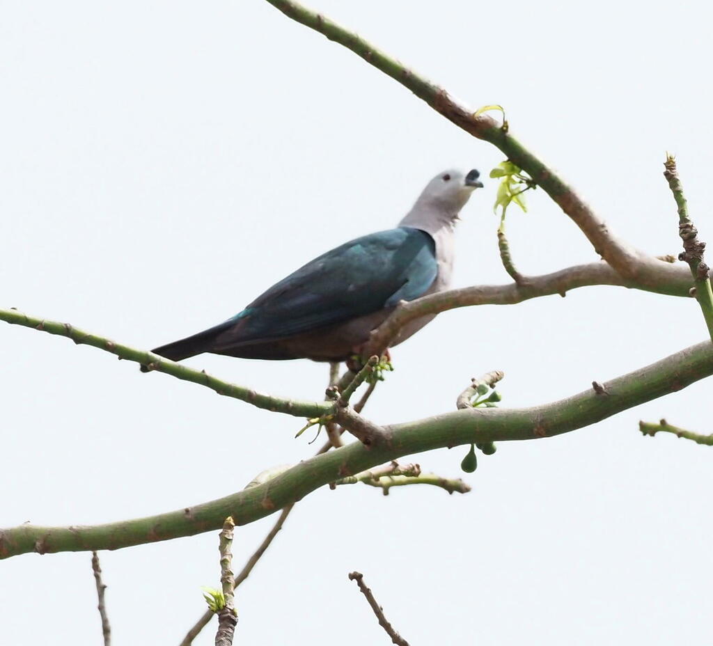 Pacific Imperial-Pigeon from Neiafu, Tonga on October 31, 2023 at 09:54 ...