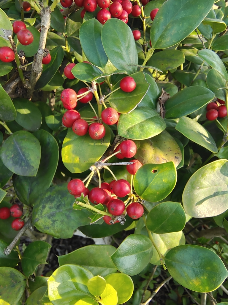 gallberry from Fuzhou, CN-JX, CN on November 1, 2023 at 03:58 PM by ...