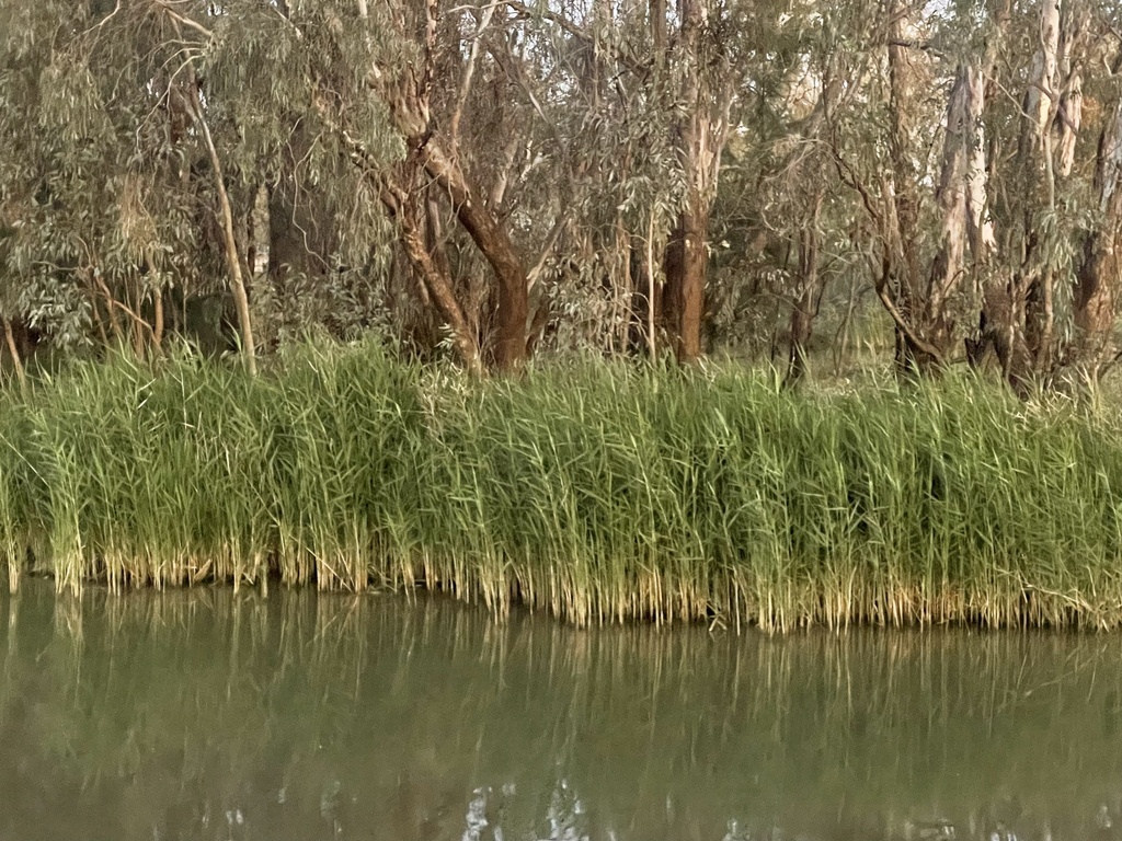common reed from Sherriff St, Forbes, NSW, AU on November 1, 2023 at 07 ...
