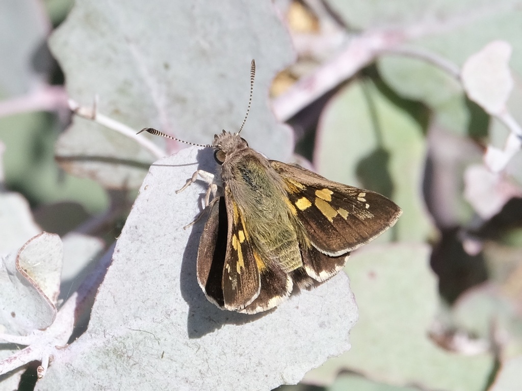 Montane Ochre from The Monk Tk, Chewton, VIC, AU on November 1, 2023 at ...