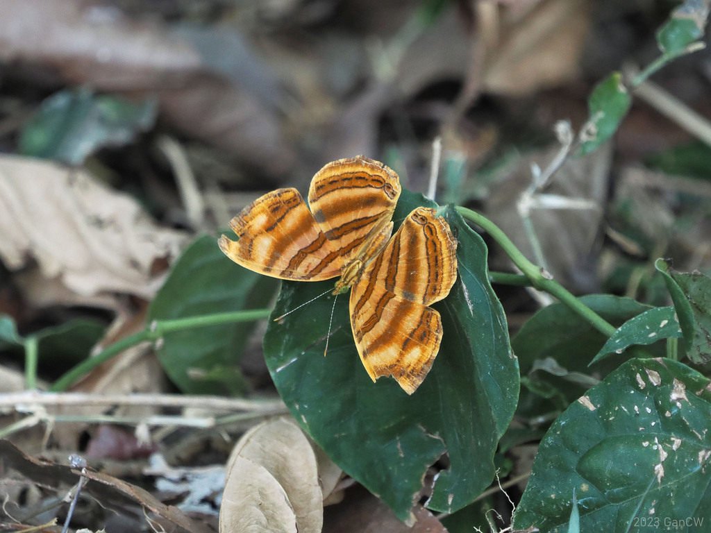 Wavy Maplet from Maros Regency, South Sulawesi, Indonesia on October 28 ...