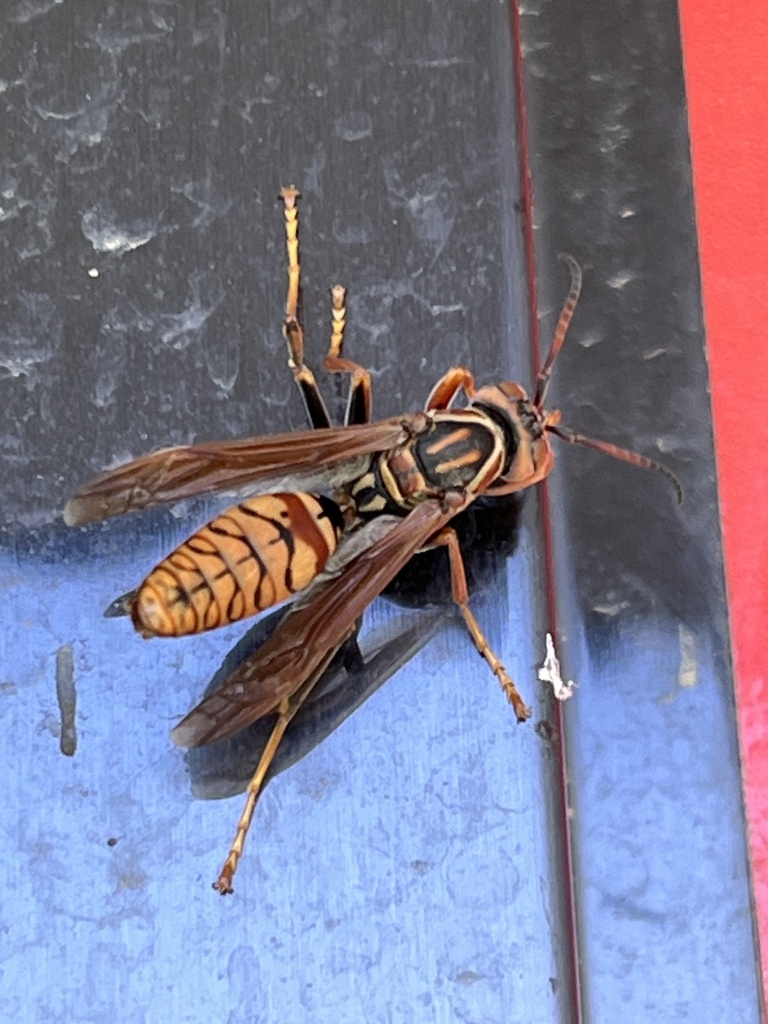 Dark-waisted Paper Wasp from 龙泉山风景区, 武汉市, 湖北省, CN on November 1, 2023 ...