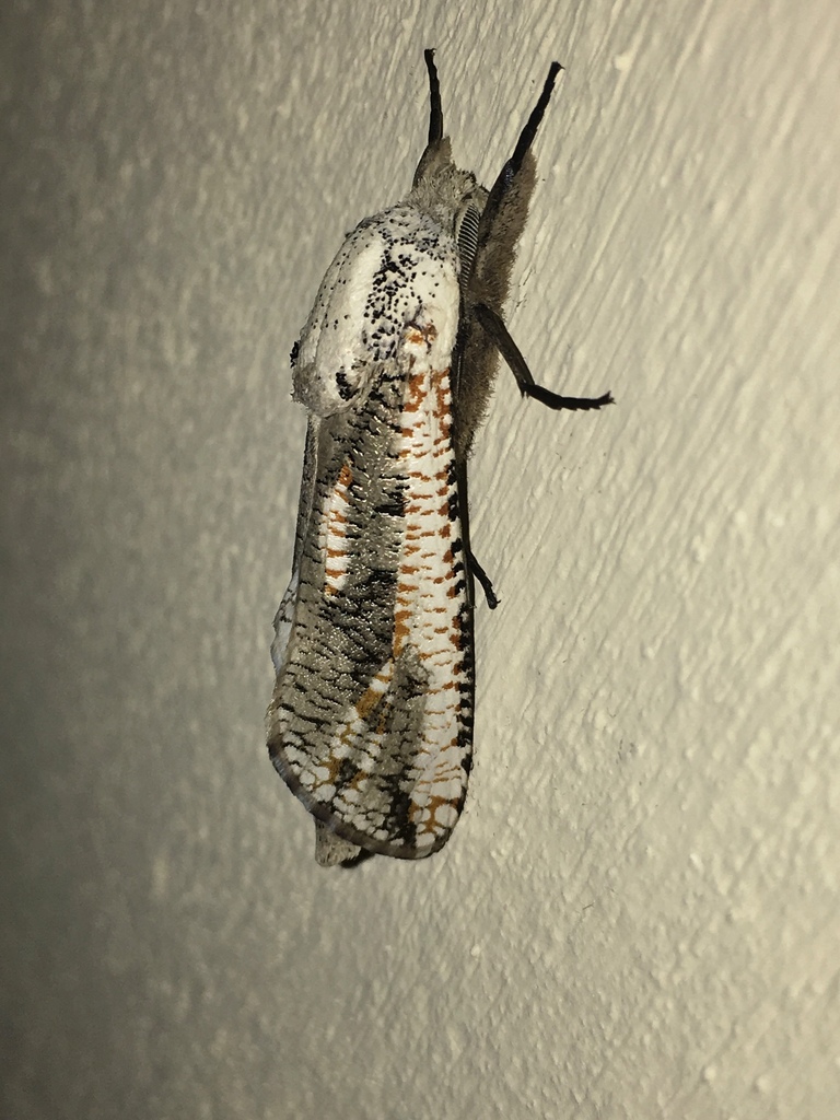 Inclusive Goat Moth from Biombo, Biombo, Biombo, GW on March 14, 2019 ...
