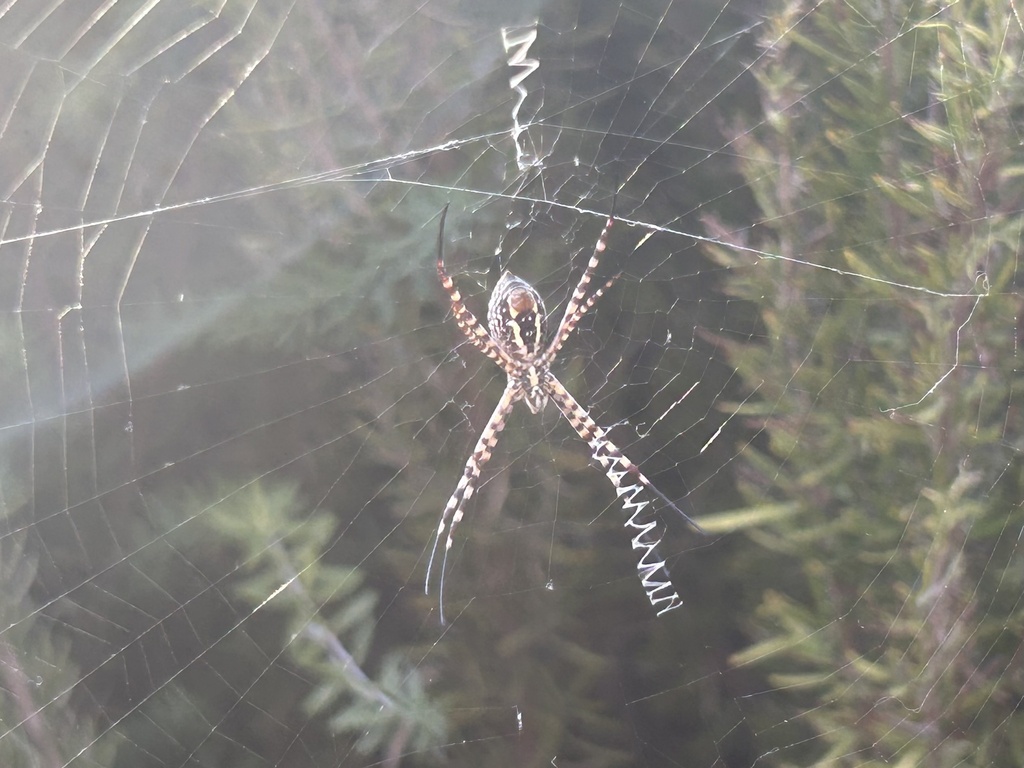 Banded Garden Spider from Sítio Tapada do Gramacho, Estombar, Algarve ...