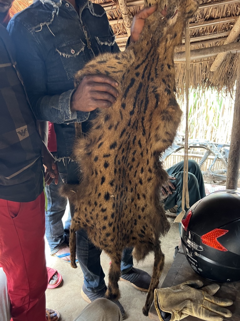 Serval from Kabambare, CD on October 11, 2023 at 10:58 AM by ...