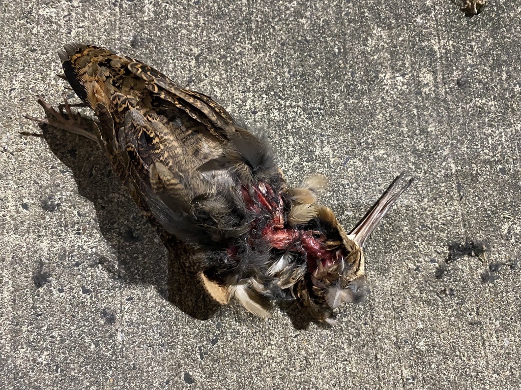 American Woodcock from Maryland Science Center, Baltimore, MD, US on ...