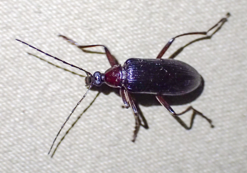 Alleculini from Won Wron VIC 3971, Australia on February 7, 2015 at 09: ...