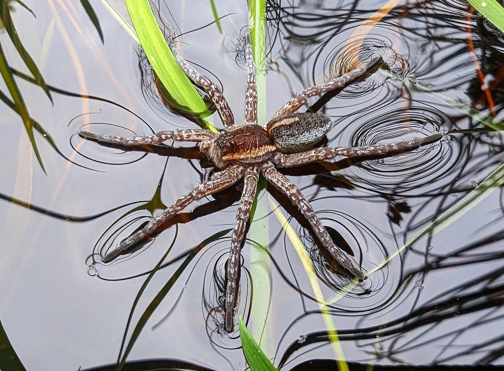 Fishing Spiders from 46569 Hünxe, Deutschland on October 30, 2023 at 02 ...